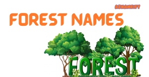 550+ Names For Forests Unique Creative Interestig & Cool