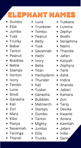 600+ Elephant Names Unique Creative Funny Cool & Cute